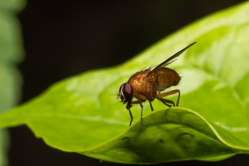 The Orange Fruit Fly stock photo. Image of wildlife, orange - 79479196