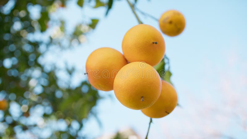 Orange Fruit and Green Leaves on a Tree Stock Photo - Image of sunny ...