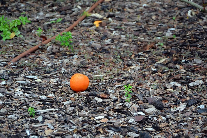 Orange Fruit on the Ground Fell from the Tree Photo Stock Photo - Image ...