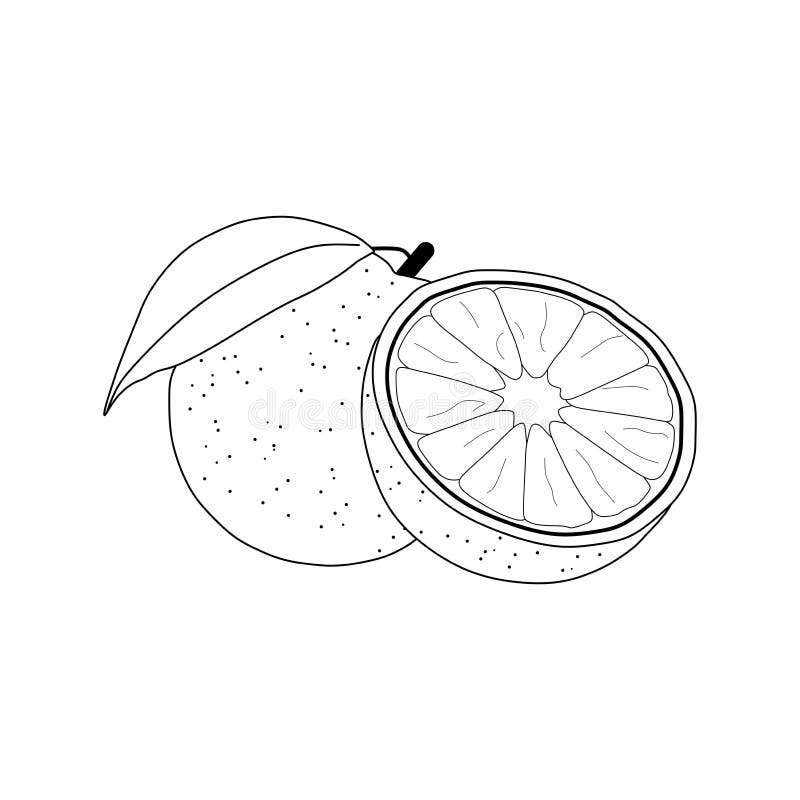 Orange Fruit Icon with Line Style Stock Vector - Illustration of ...