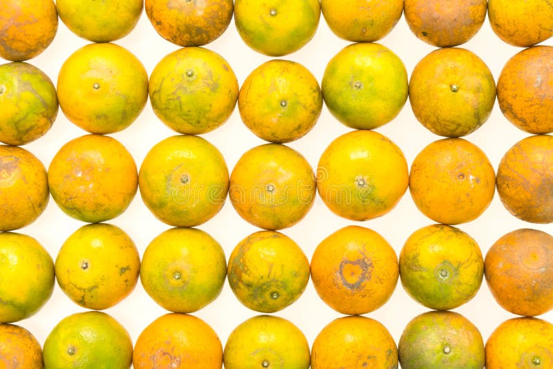 Orange fruit stock image. Image of orange, ripe, juicy - 85103579
