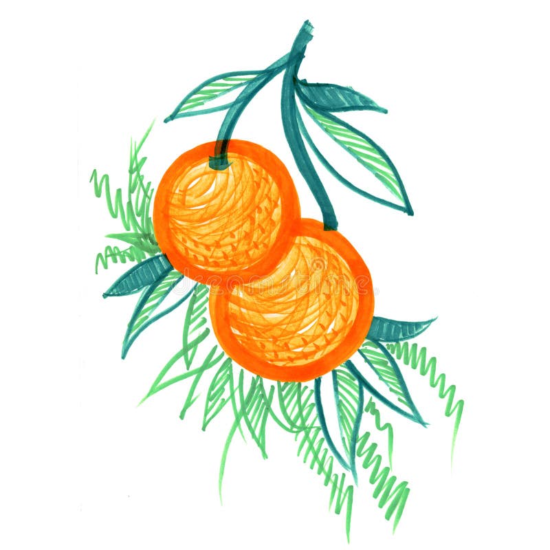 Orange Fruit Line Marker Bright Citrus Food Stock Illustration ...