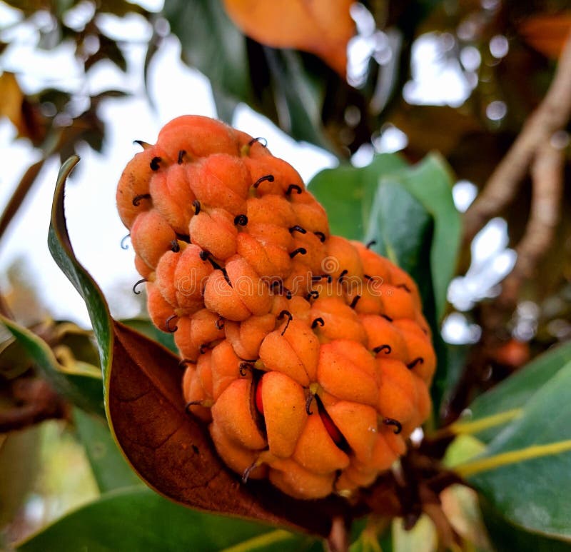 Orange Fruit of Magnolia Flowering Tree Stock Photo - Image of flower ...