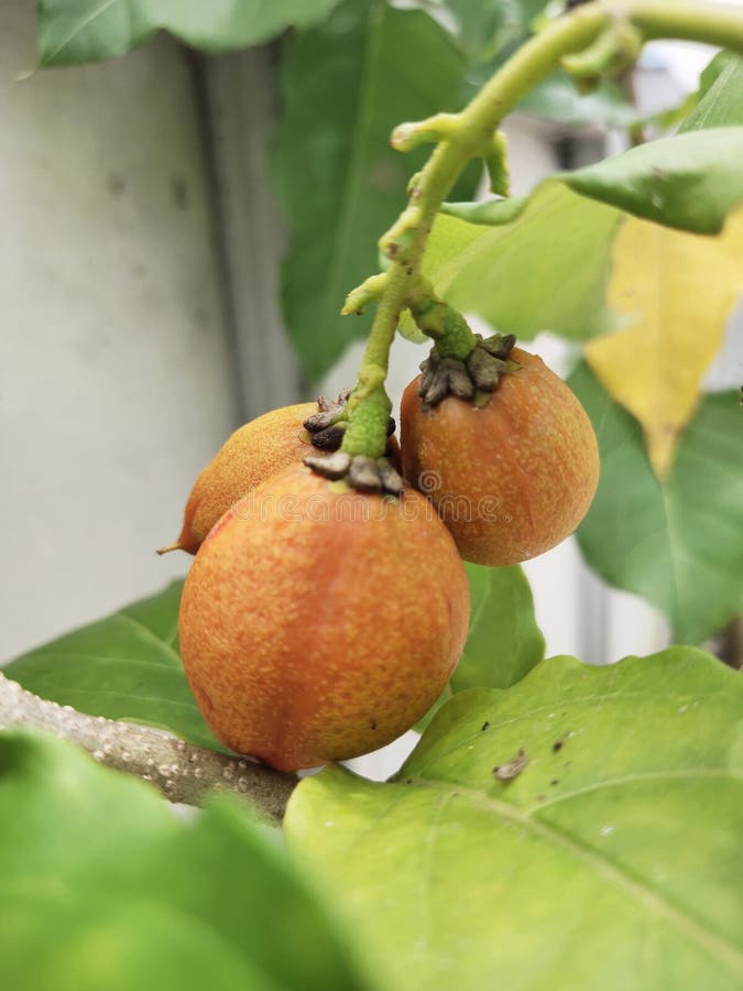 Orange fruit nut amazon stock image. Image of berry - 264123441