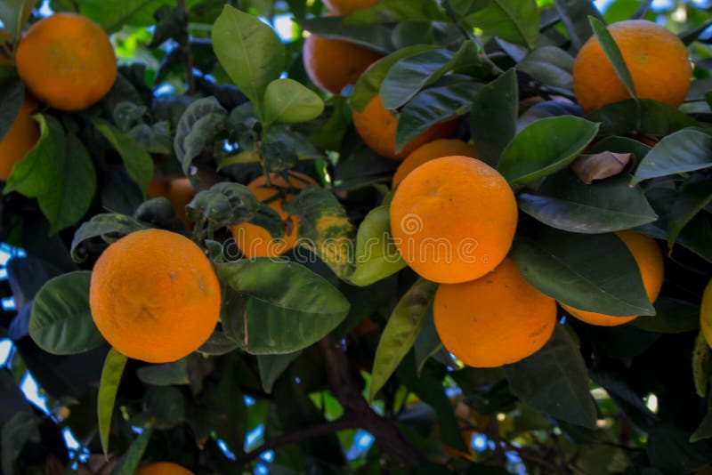 Orange fruit. stock image. Image of park, natural, food - 105205321