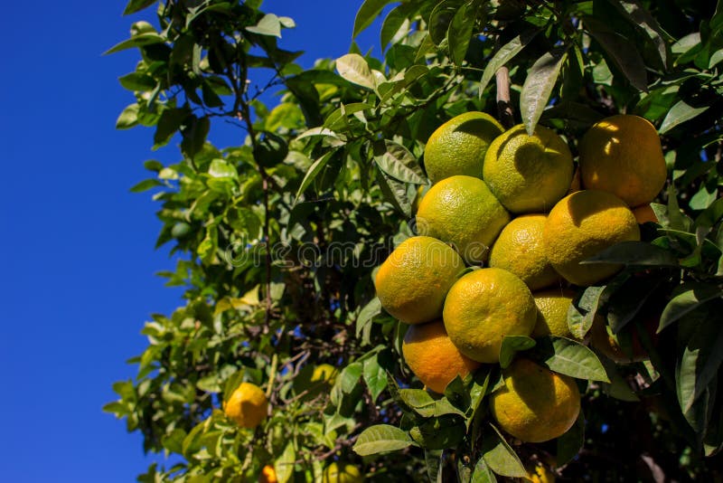 Orange fruit. stock image. Image of fresh, park, diet - 105205401