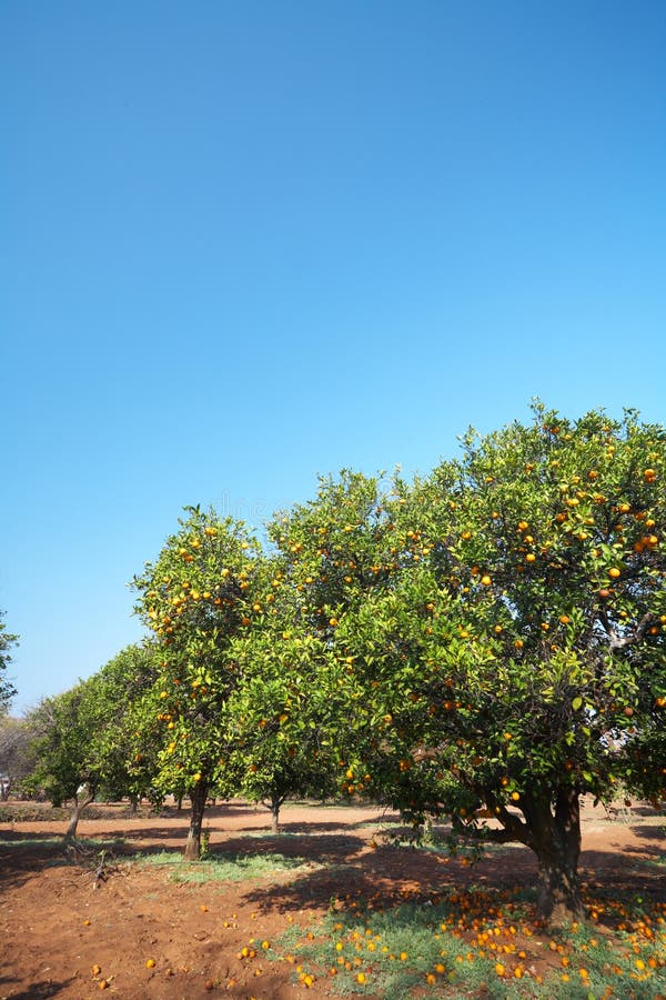 Orange´s orchard stock image. Image of land, tree, aerial - 1736265