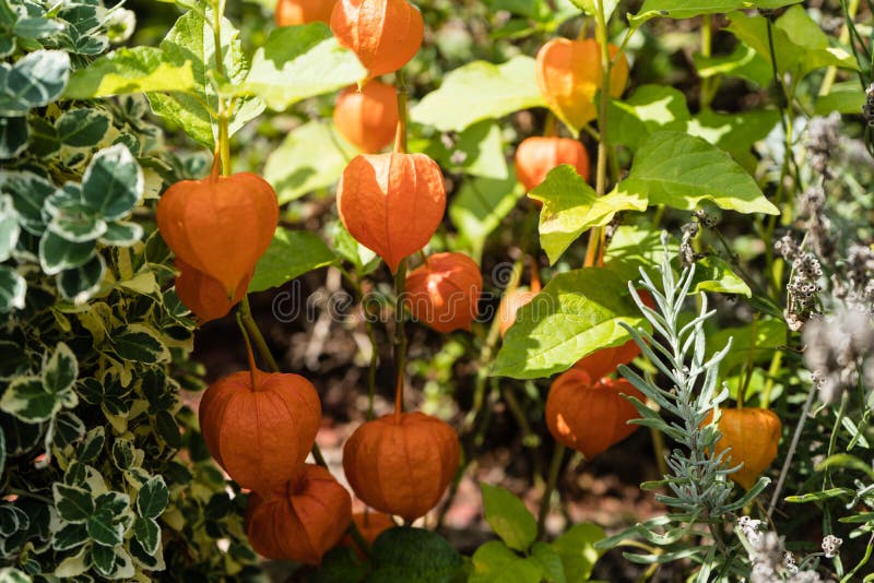 Physalis peruviana plant stock image. Image of fresh - 259108231