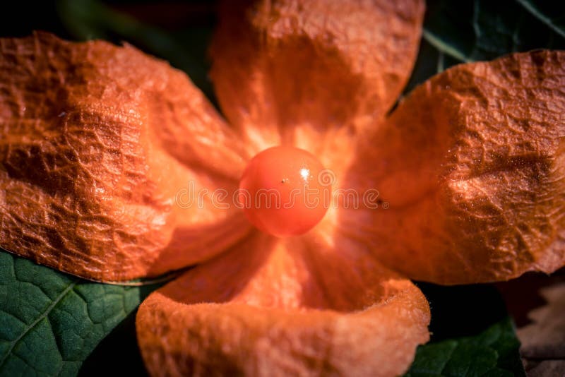 Physalis peruviana plant stock photo. Image of farm - 259108242