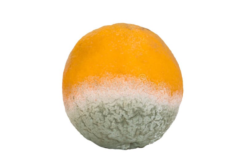 Three Oranges in Various Stages of Decomposing. Illustrating ...