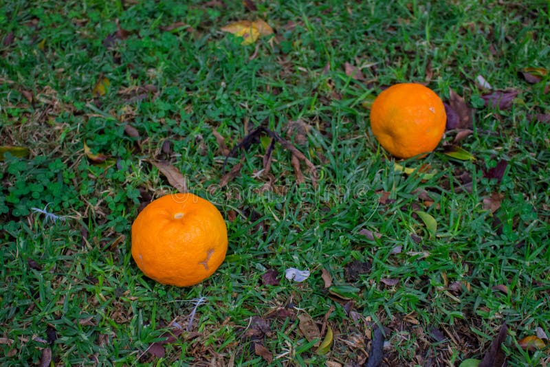 Orange fruit. stock photo. Image of ground, farming - 105743292