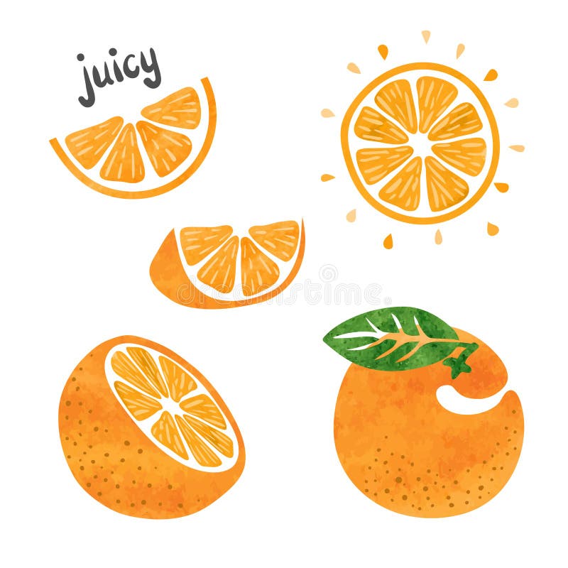 Orange Fruit Set. Vector Watercolor Collection of Fresh Oranges Stock ...