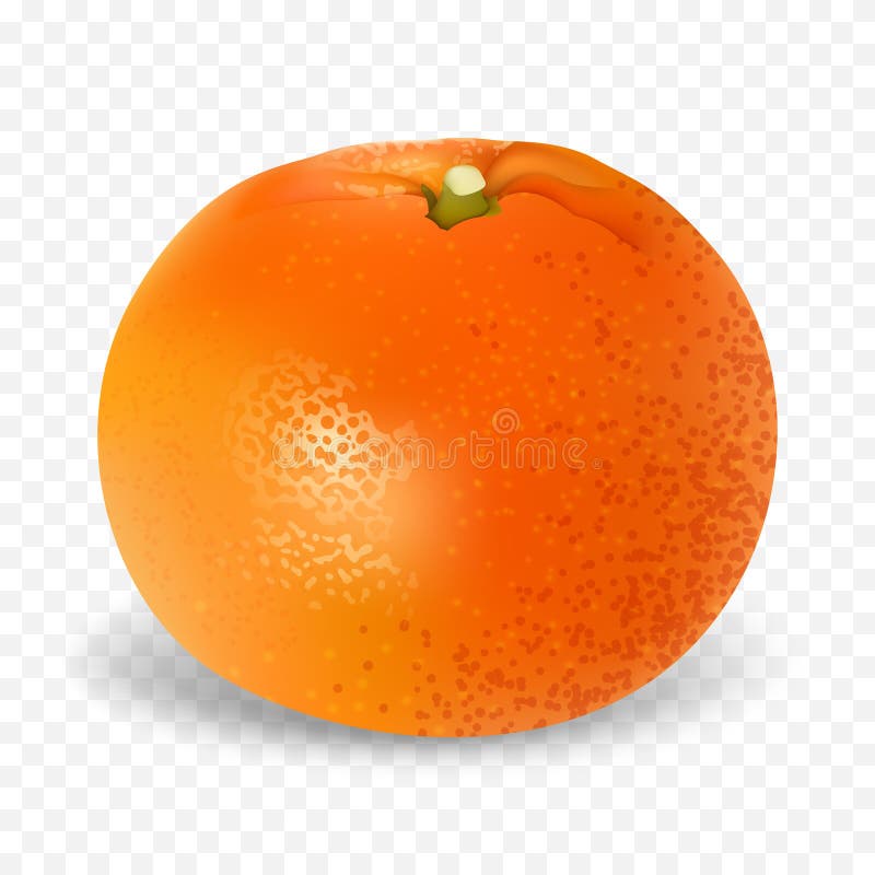 Orange Fruit with Shadow in Realistic Style Stock Vector - Illustration ...