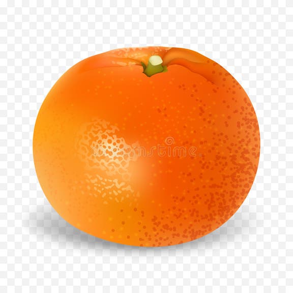 Orange Fruit with Shadow in Realistic Style Stock Vector - Illustration ...