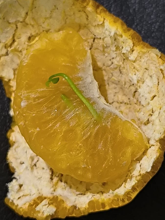 Orange Fruit Sprouts from Fruit Seeds are really Beautiful Stock Photo ...