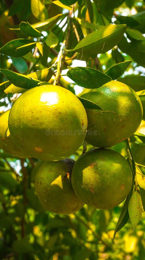 Orange Fruit Still on a Tree Trunk, in an Orchard. Stock Photo - Image ...