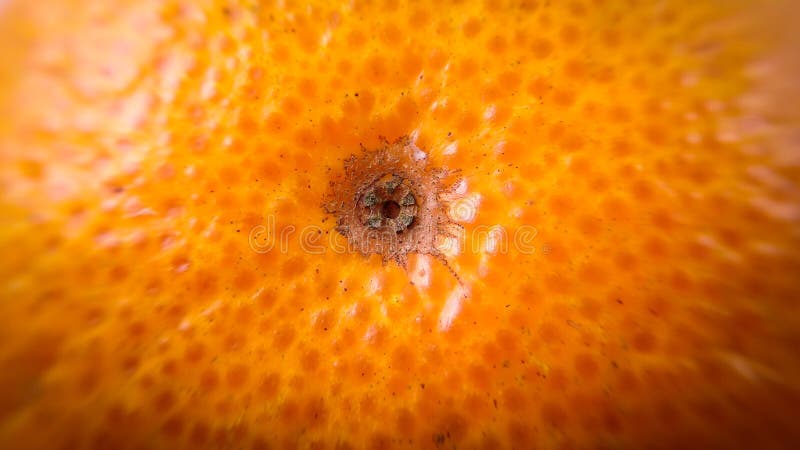 Orange Fruit Textures Skin, Close Up Macro Photography Stock Image ...