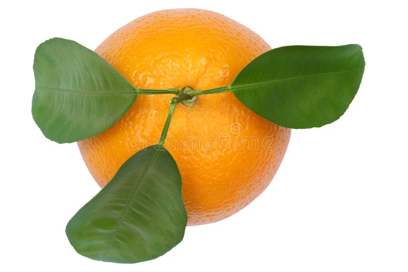 Orange Fruit Top View Isolated on White Stock Photo - Image of organic ...