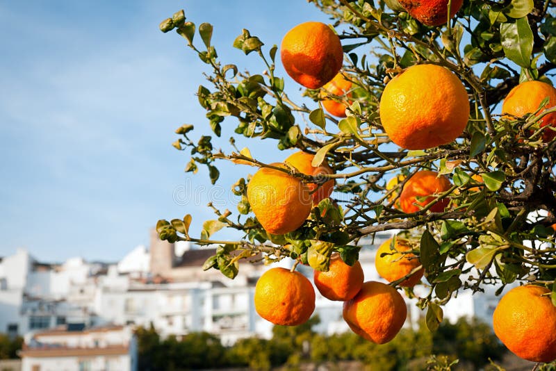 Orange fruit on tree stock photo. Image of field, agriculture - 24143636