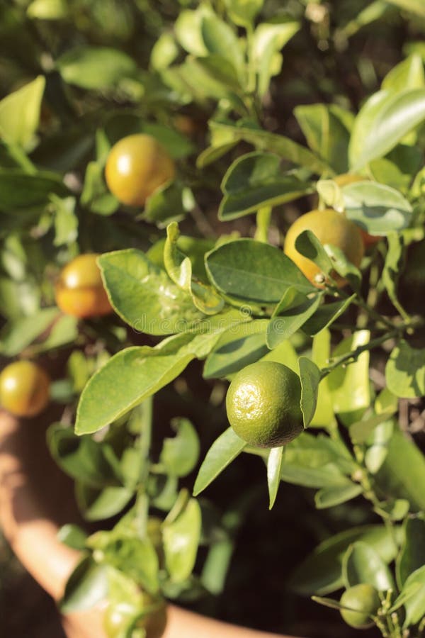 Orange fruit on the tree. stock image. Image of orange - 94579921