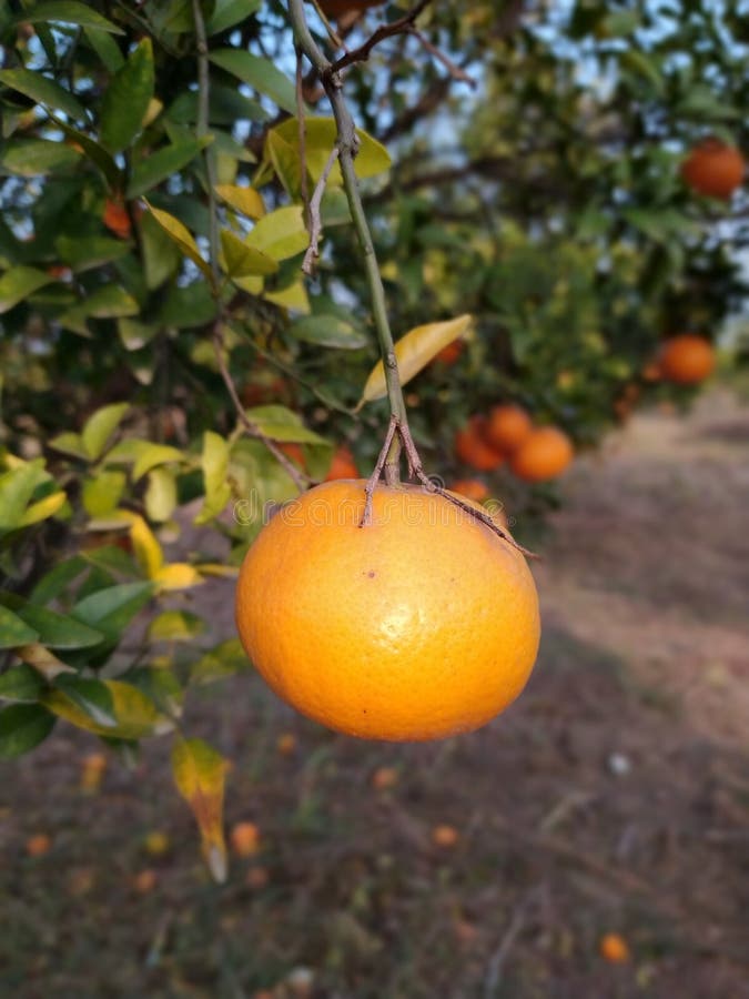 Orange fruit on a tree stock photo. Image of pakistani - 169319912