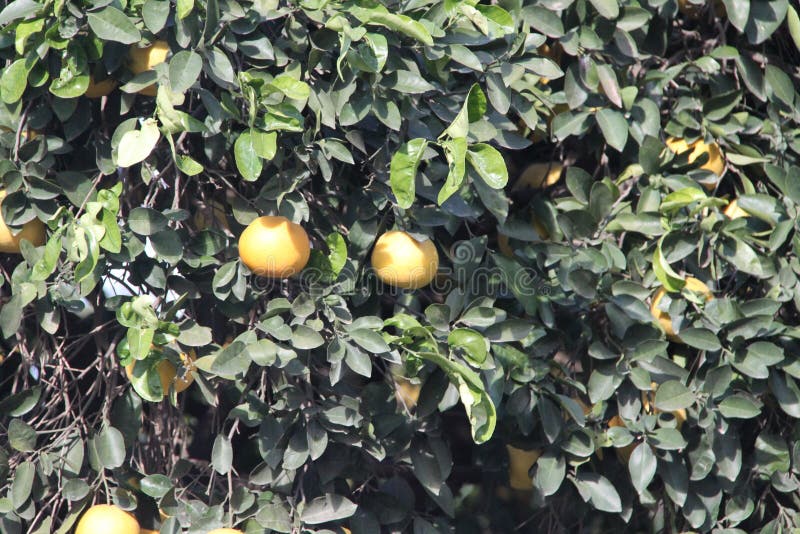 Orange fruit on a tree stock image. Image of juicy, large - 105364931
