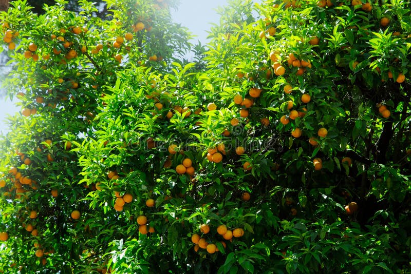 Orange Fruit on Tree in Garden Stock Photo - Image of blossom, nature ...