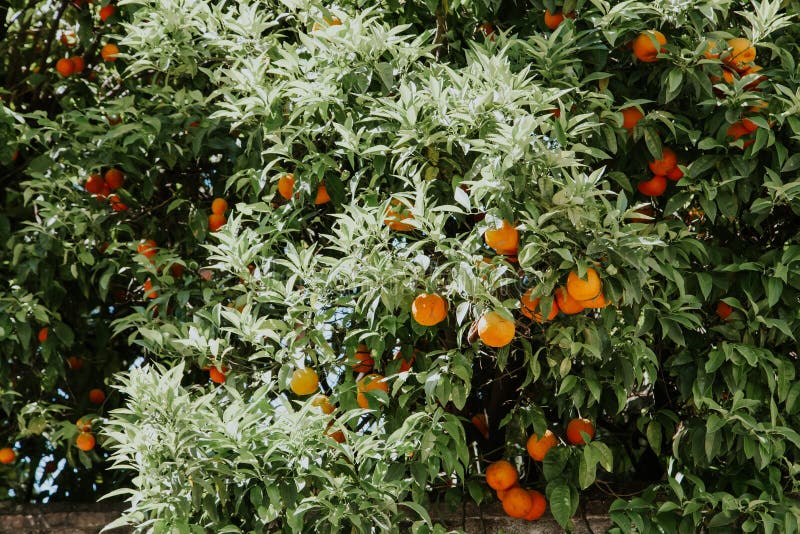 Orange Fruit on Tree in Garden Stock Image - Image of branch, nature ...