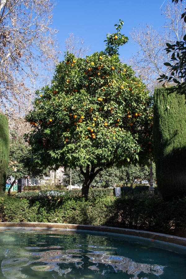 Orange Fruit Tree in the Gardens of Paseo De La Bomba in Granada. Stock ...