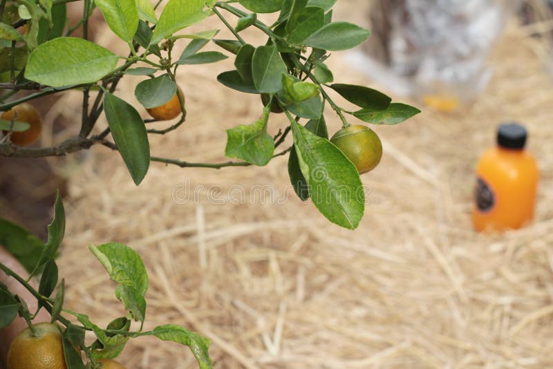 Orange Fruit on the Tree with Juice . Stock Image - Image of plant ...