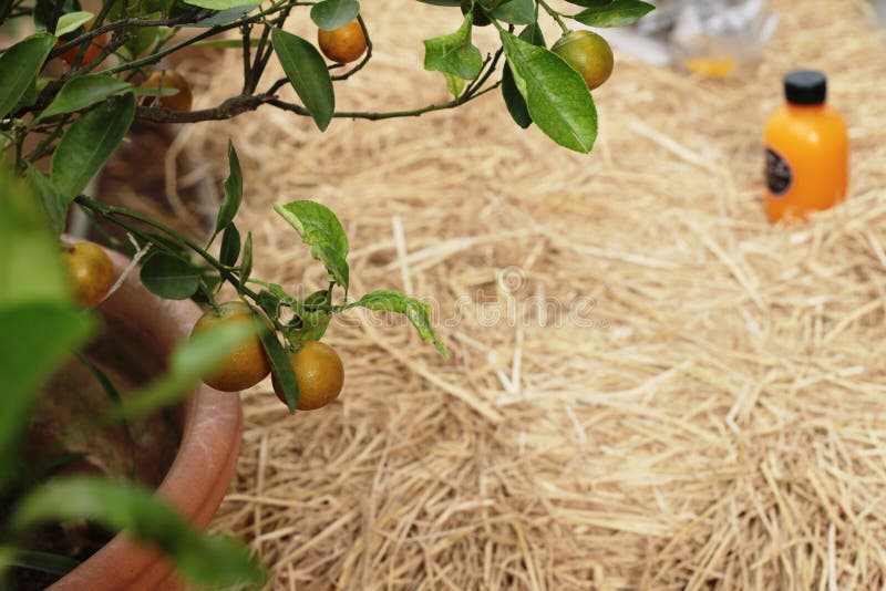 Orange Fruit on the Tree with Juice . Stock Photo - Image of ...