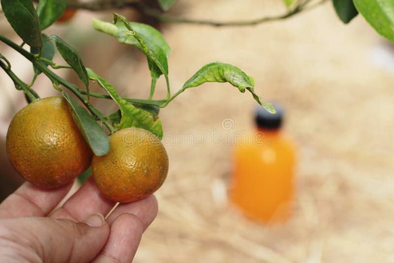 Orange Fruit on the Tree with Juice . Stock Photo - Image of green ...