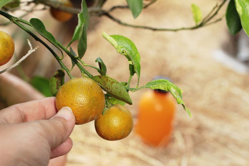 Orange Fruit on the Tree with Juice . Stock Image - Image of vitamin ...