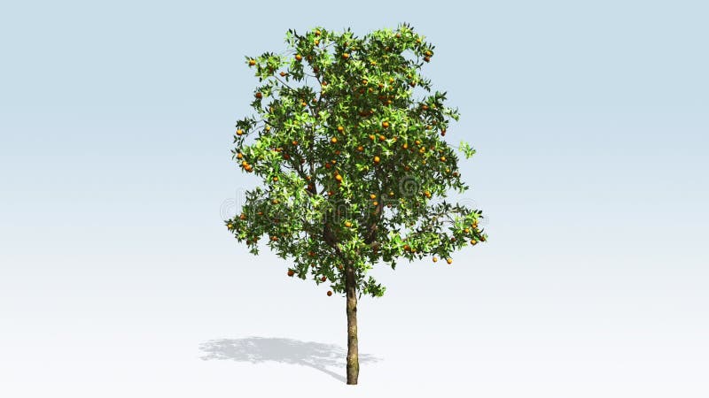 Orange Fruit Tree Moving in the Wind Stock Footage - Video of grow ...