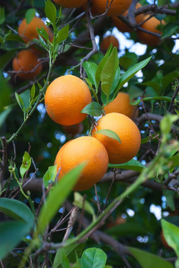 Orange Fruit Tree with Oranges Stock Photo - Image of healthy, green ...
