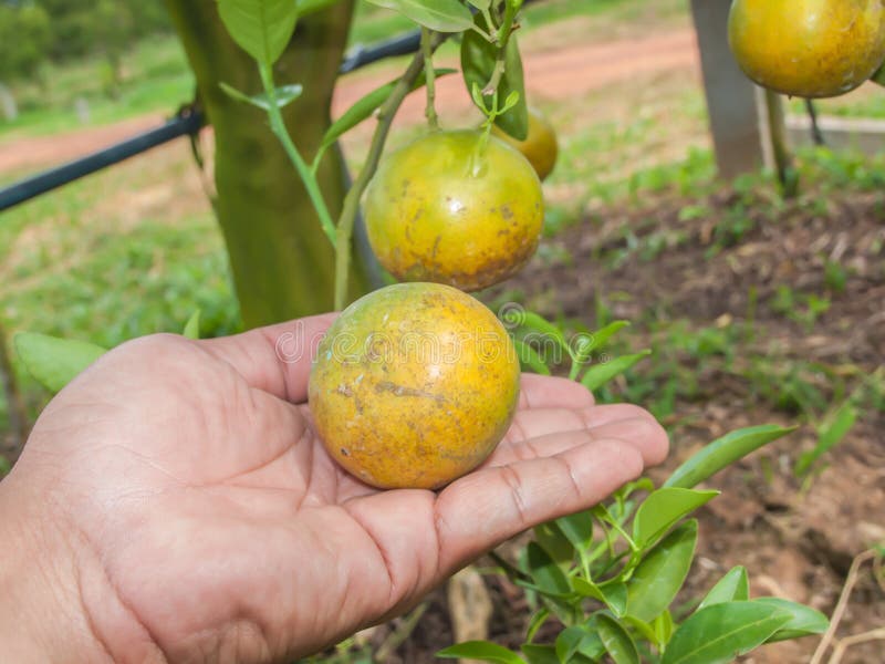 Orange stock photo. Image of november, element, juicy - 35948778