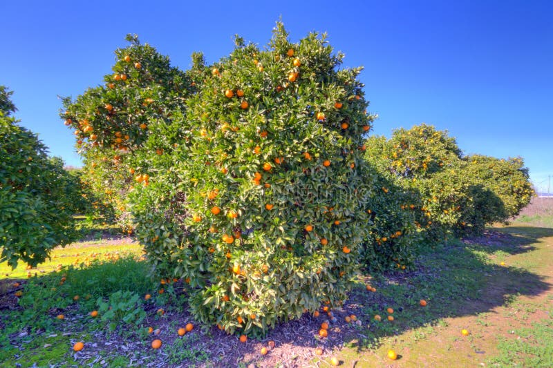Orange Fruit Tree with Ripe Oranges Stock Photo - Image of china, color ...