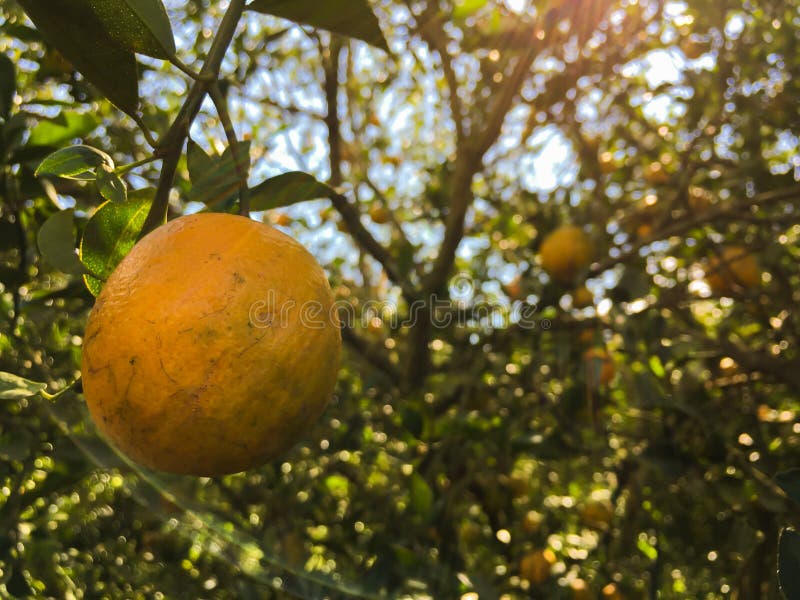 Orange stock image. Image of fruit, tree, agriculture - 67332795