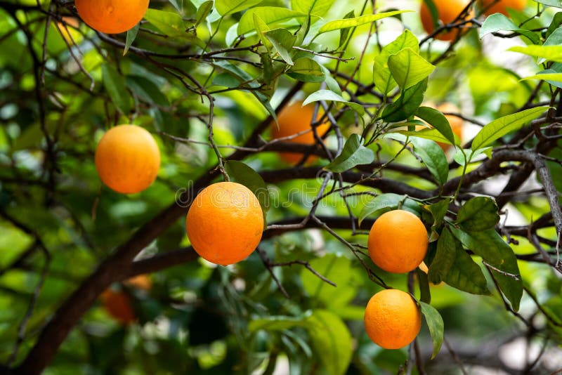 Orange fruit on the trees stock photo. Image of grow - 148655956