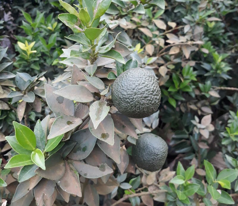 An Orange is a Fruit of Various Citrus Species in the Family Stock ...