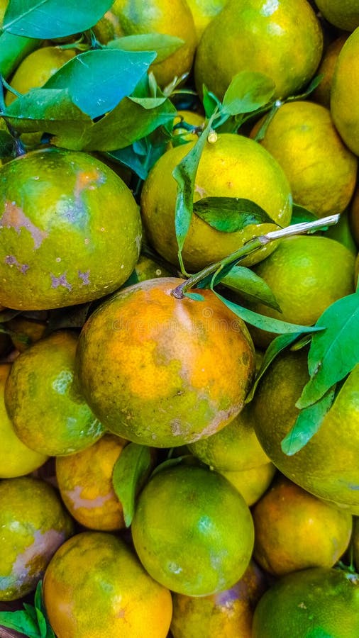 Orange Fruits that Contain a Lot of Vitamin C, Good for Maintaining the ... Orange Fruits that Contain a Lot of Vitamin C, Good for Maintaining the ...