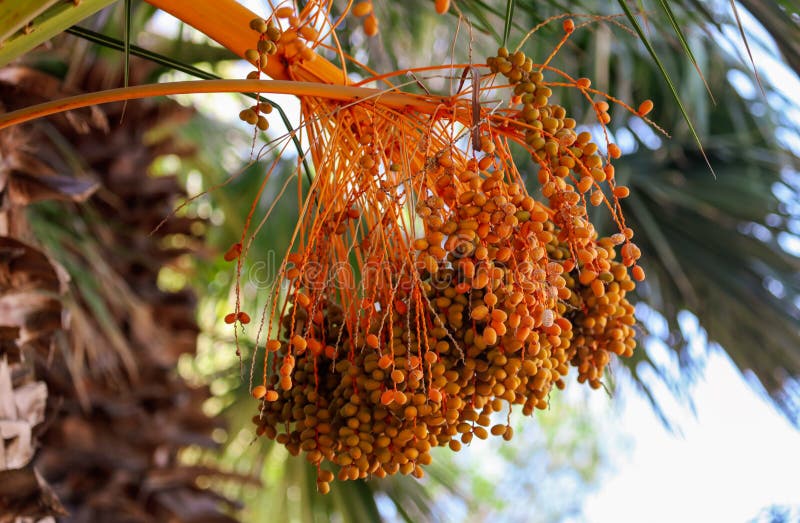 Orange Fruits of Dates on a Palm Tree Stock Photo - Image of bunch ... Orange Fruits of Dates on a Palm Tree Stock Photo - Image of bunch ...