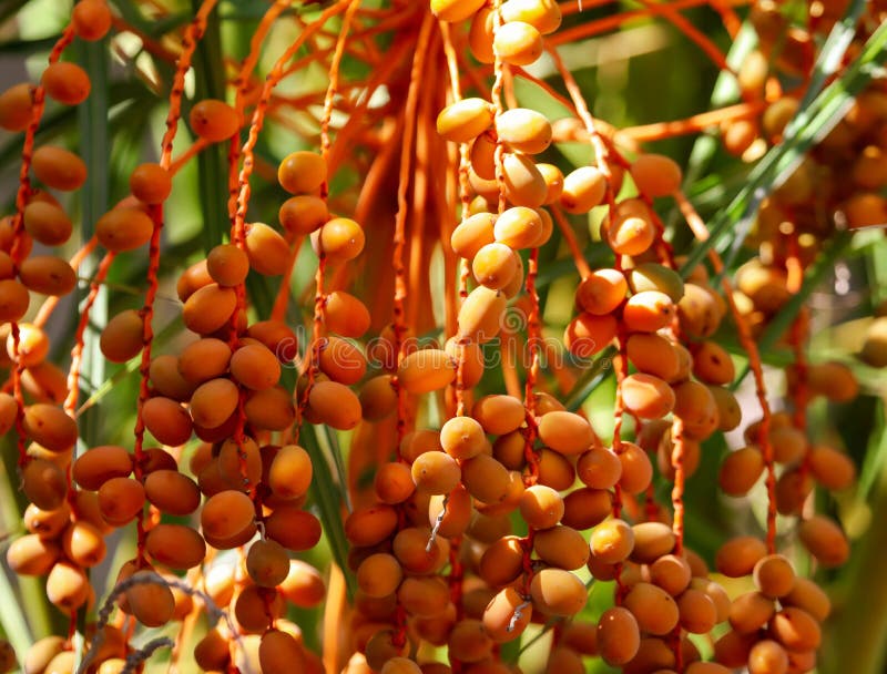 Orange Fruits of Dates on a Palm Tree Stock Photo - Image of dates ... Orange Fruits of Dates on a Palm Tree Stock Photo - Image of dates ...