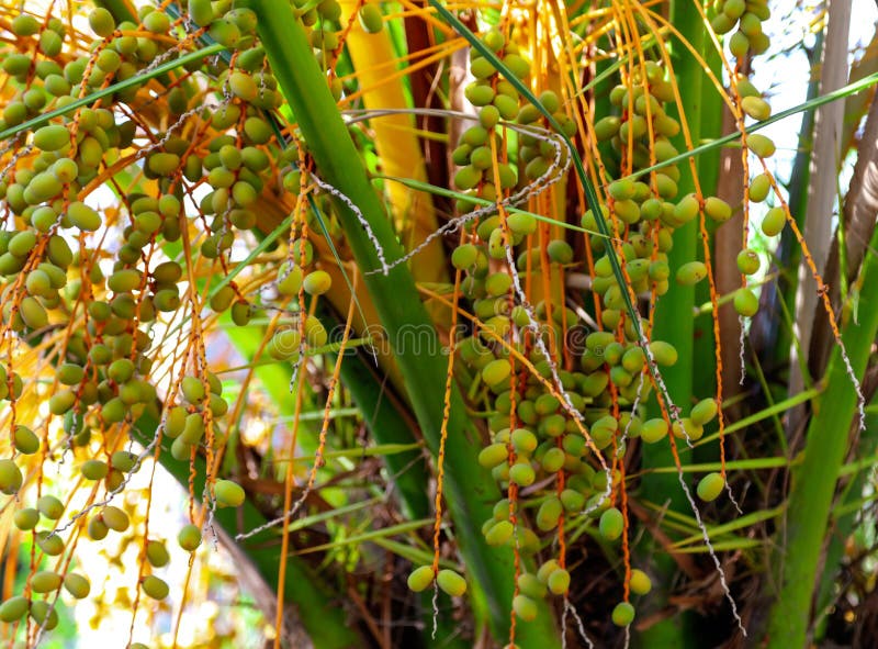 Orange Fruits of Dates on a Palm Tree Stock Photo - Image of bunch ... Orange Fruits of Dates on a Palm Tree Stock Photo - Image of bunch ...