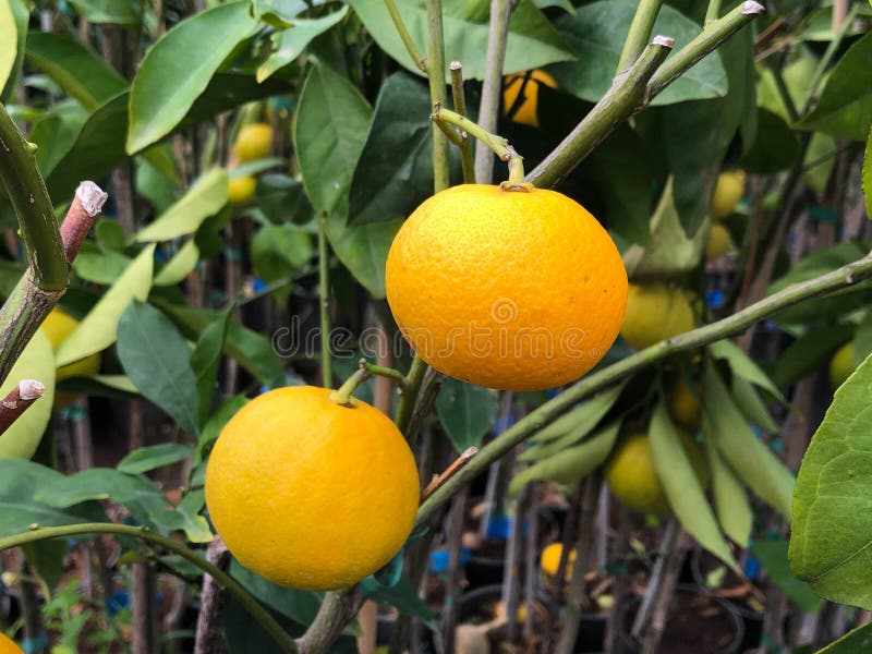 Orange Fruits Hanging on Orange Tree Stock Photo - Image of growing ...
