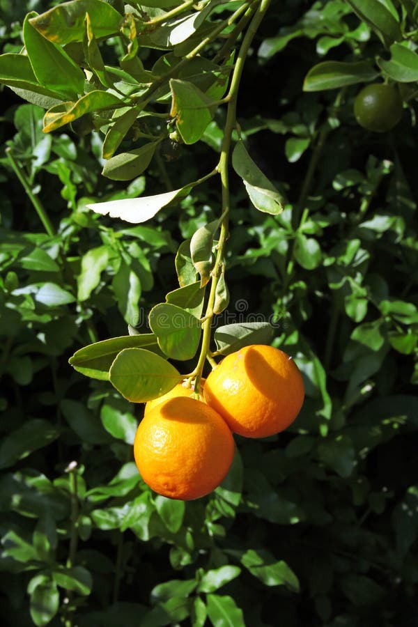 Orange fruits on the tree stock photo. Image of cultivated - 42576286