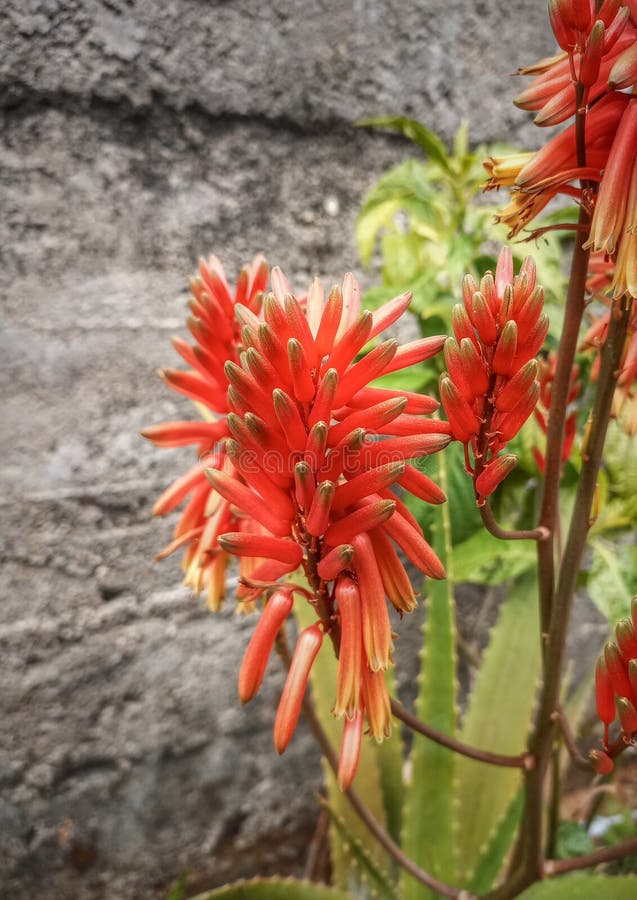 Orange Full Bloom Aloe Flowers Plant Stock Photo - Image of branch ...