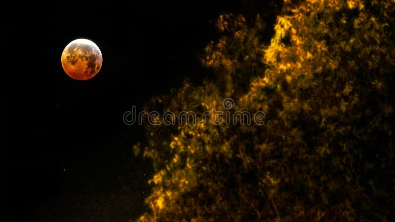 Orange Full Moon and a Blurred Tree at Night Stock Image - Image of ...