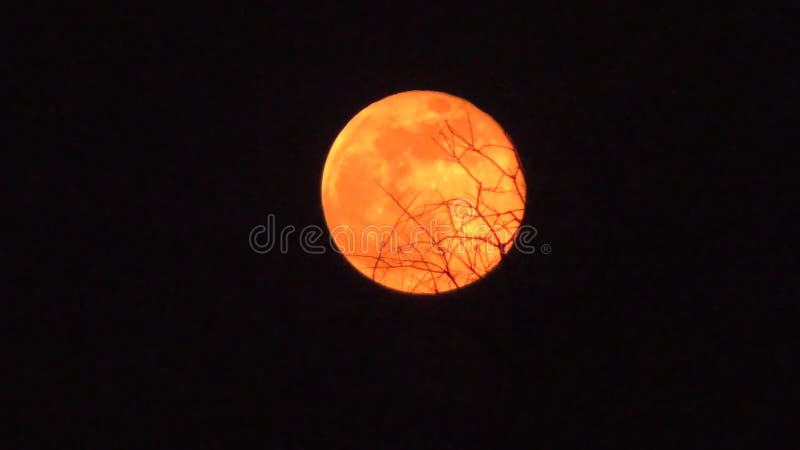 Orange Full Moon in Night Sky Stock Footage - Video of moon, branch ...