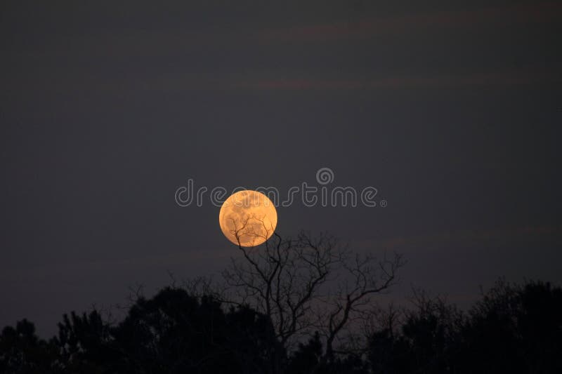 Orange Full Moon Rising in the Trees Stock Photo - Image of blue, cloud ...
